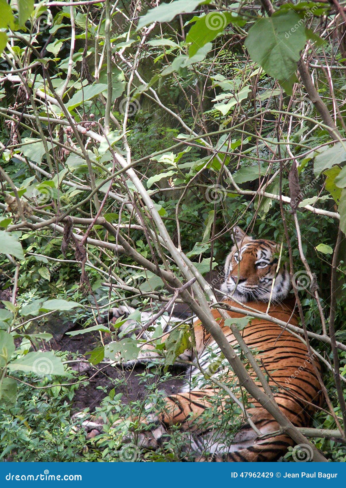 Tiger through Branches stock image. Image of plant, laying - 47962429