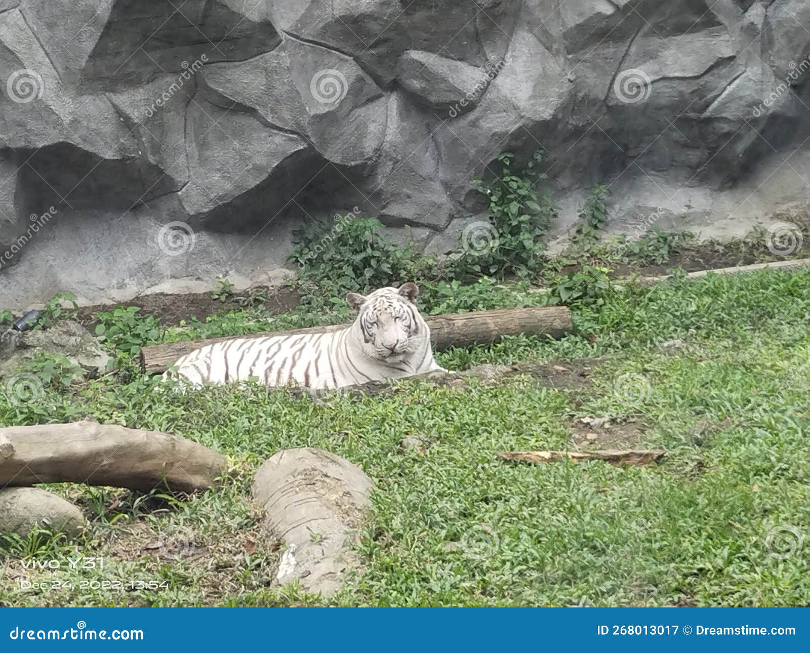Tiger, Brave, Rest, Waiting, Handsome, Zoo, Nature Stock Image - Image ...