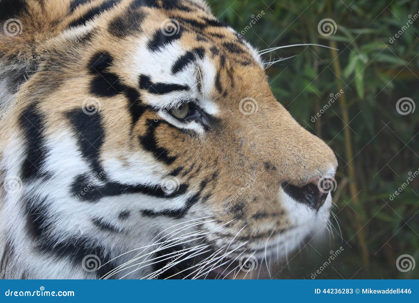 Tiger breath stock image. Image of tiger, breath, animal - 44236283
