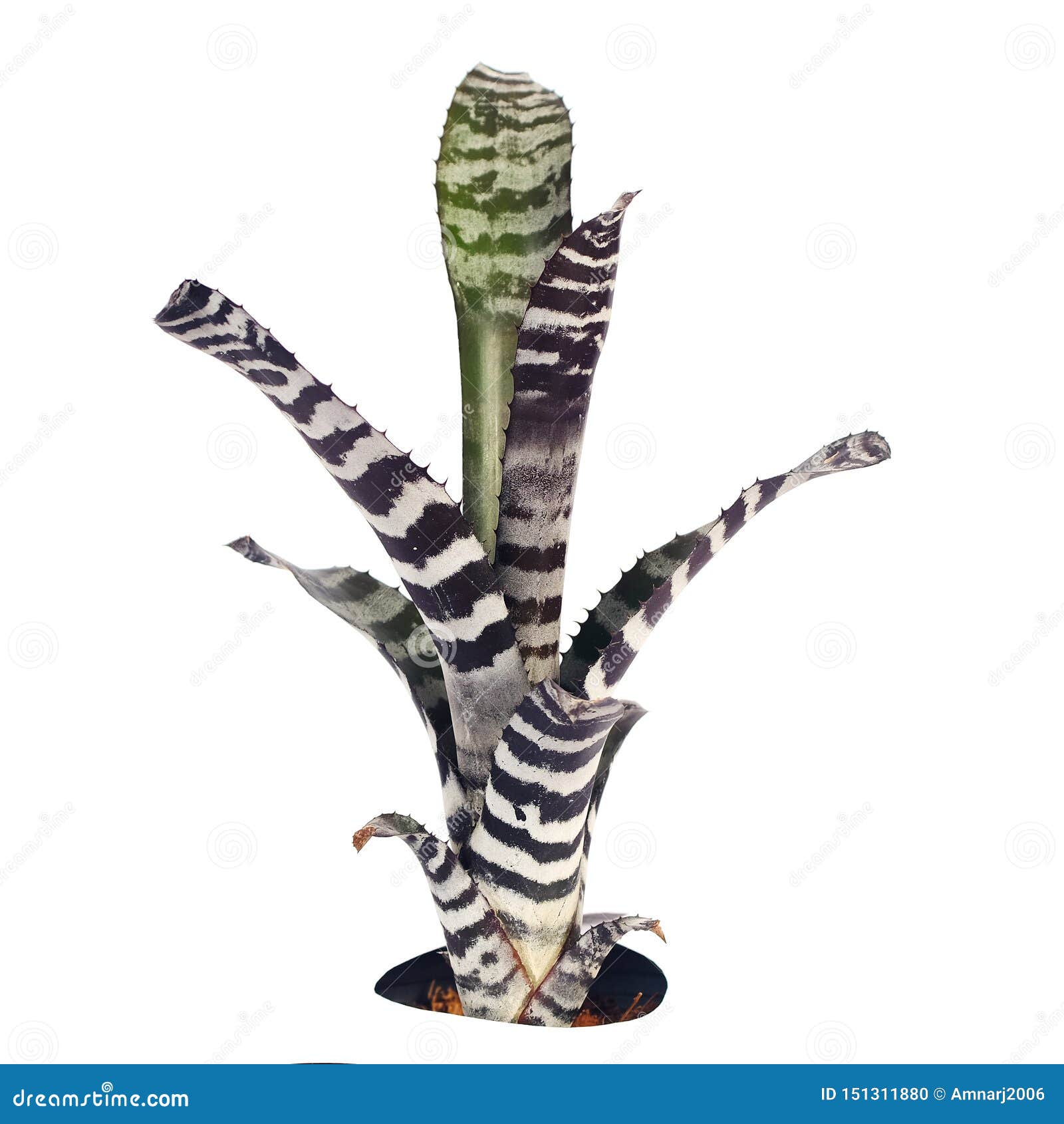 Tiger Bromeliad Flower Background Stock Photo - Image of rainforest ...