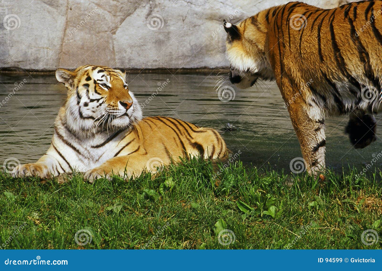 Tiger brothers stock image. Image of large, stripe, cools - 94599