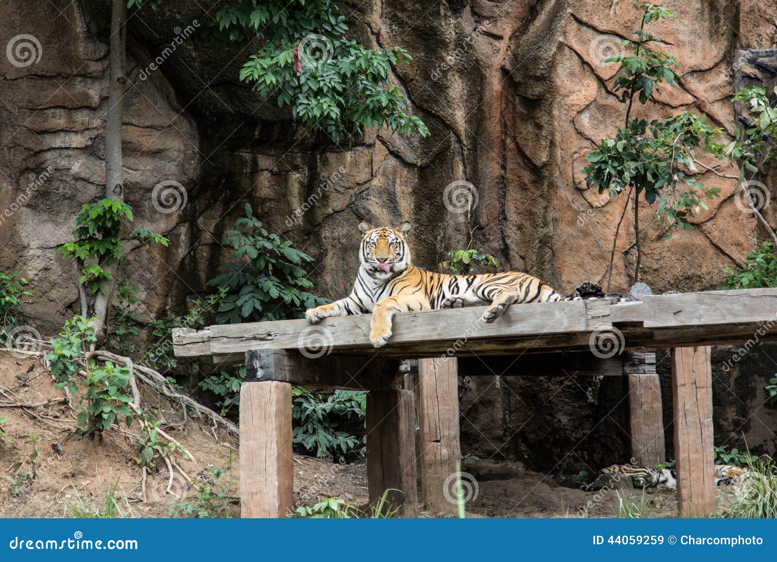 Tiger stock image. Image of nature, brown, jungle, farm - 44059259