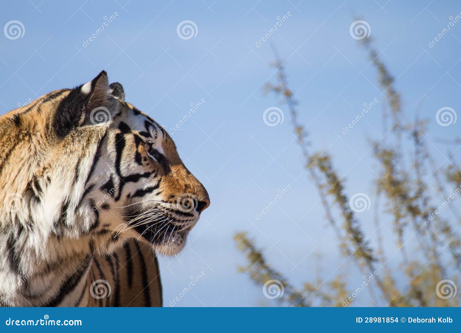 Tiger in the Brush stock photo. Image of front, feline - 28981854