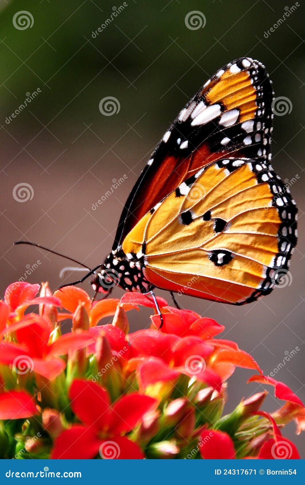 The Tiger Butterfly stock image. Image of entomology - 24317671