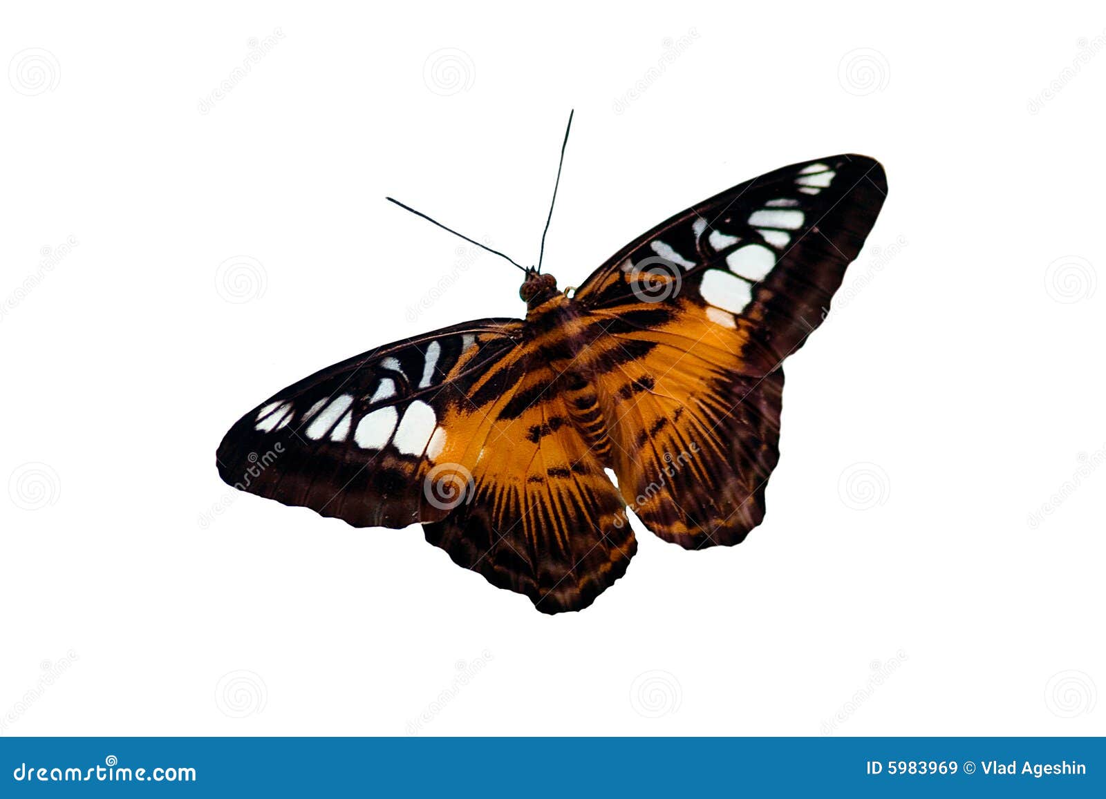 Tiger butterfly stock image. Image of iridescent, beauty - 5983969