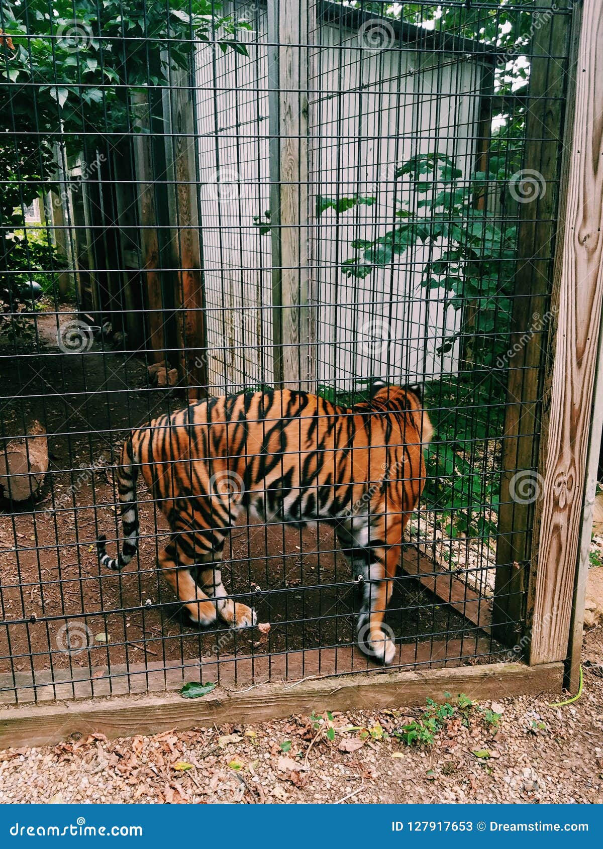 Tiger stock image. Image of nature, lurae, tiger, cage - 127917653