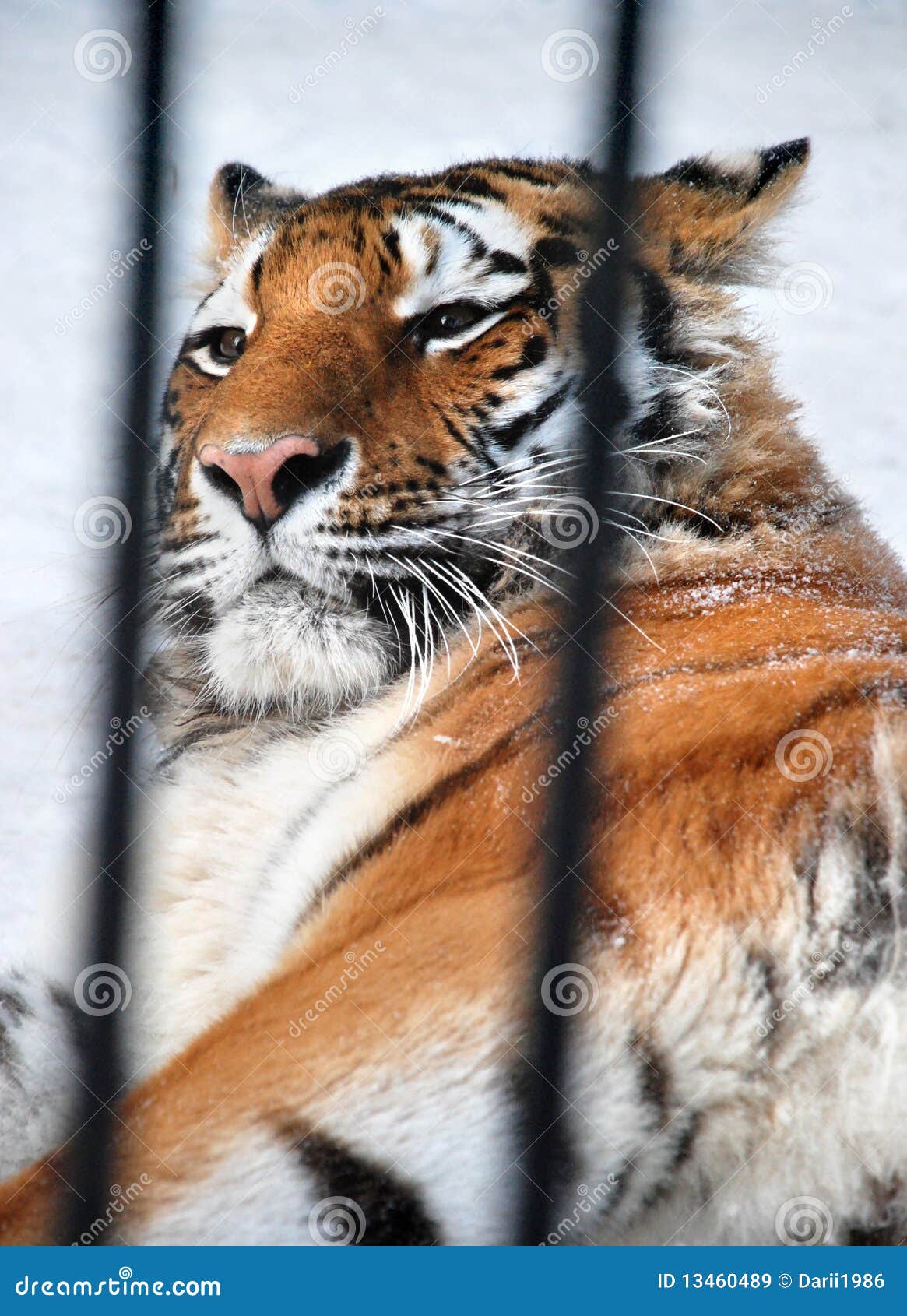 Tiger in a cage stock image. Image of rescue, animals - 13460489