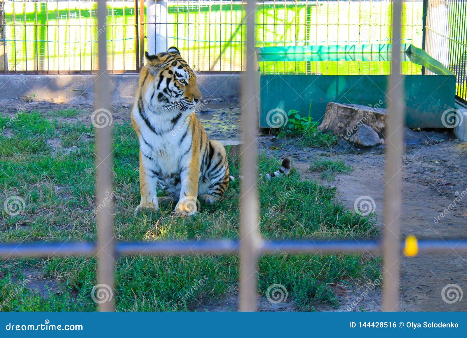 Tiger in a cage stock photo. Image of close, dangerous - 144428516