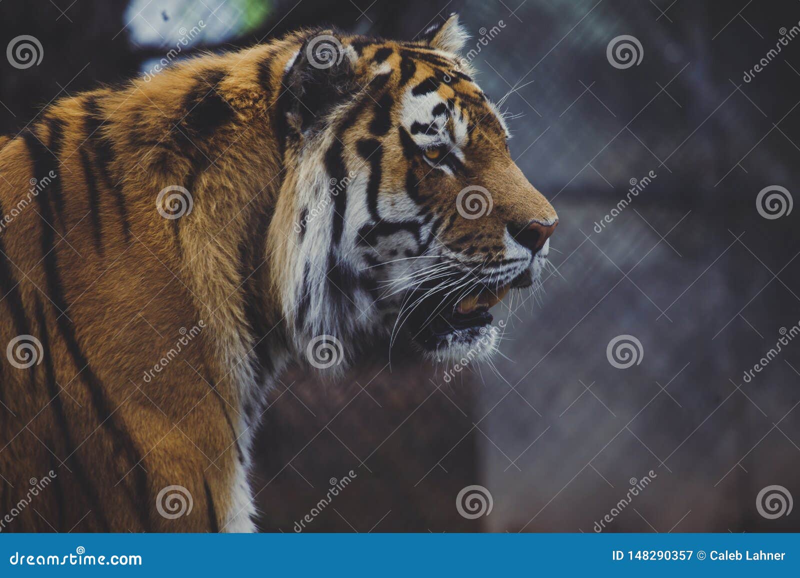 Tiger side headshot stock image. Image of head, wildlife - 148290357