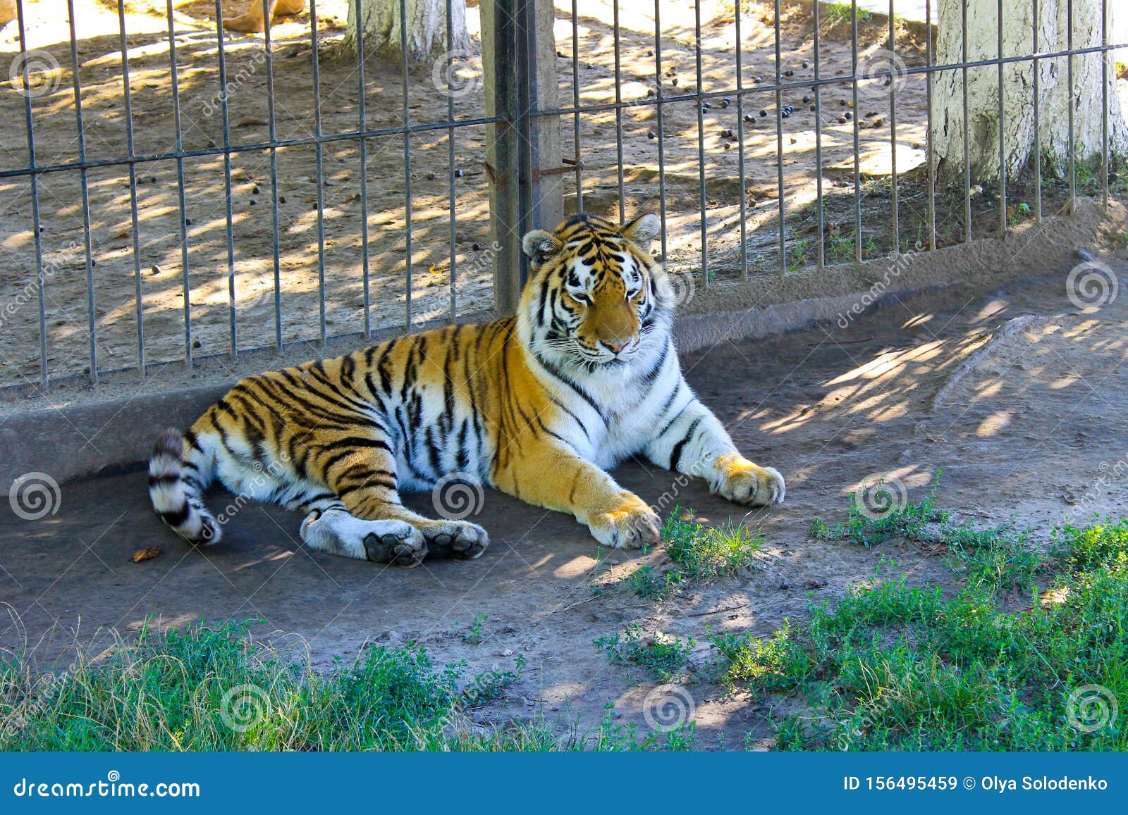 Tiger in a cage stock image. Image of alone, feline - 156495459