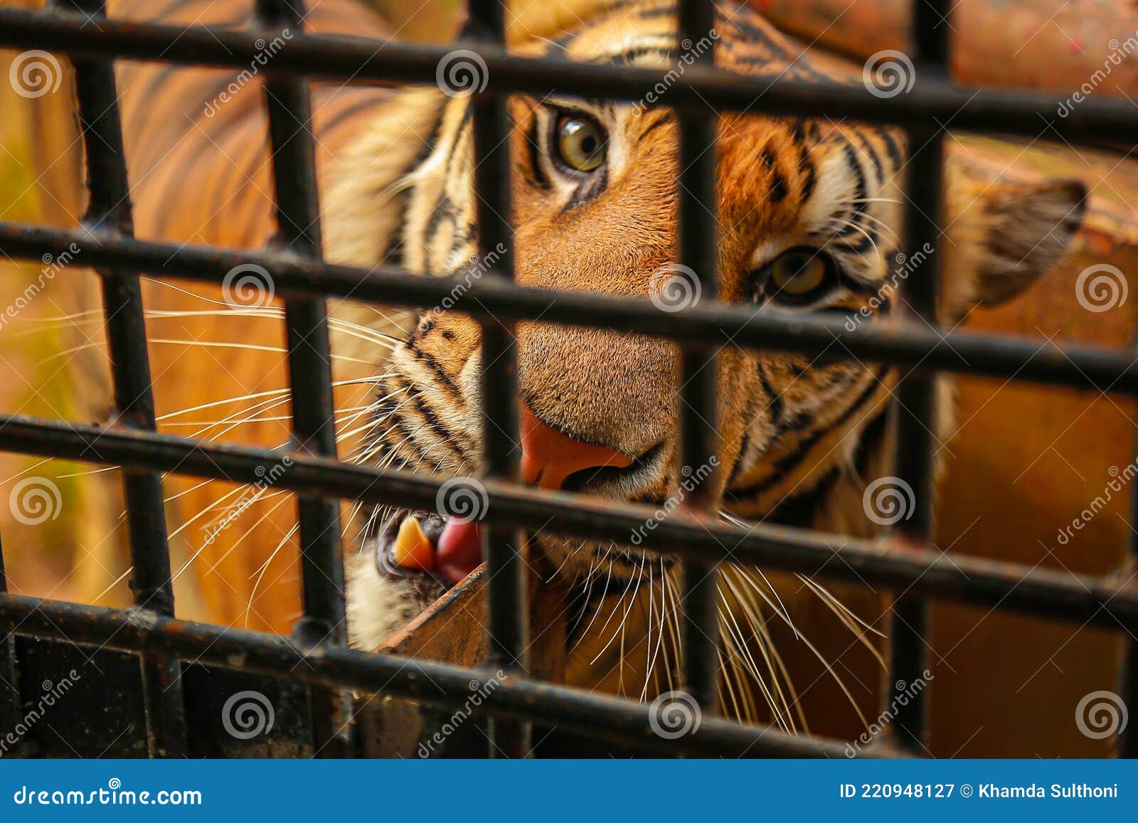 Tiger In Cage Royalty-Free Stock Photography | CartoonDealer.com #3144929