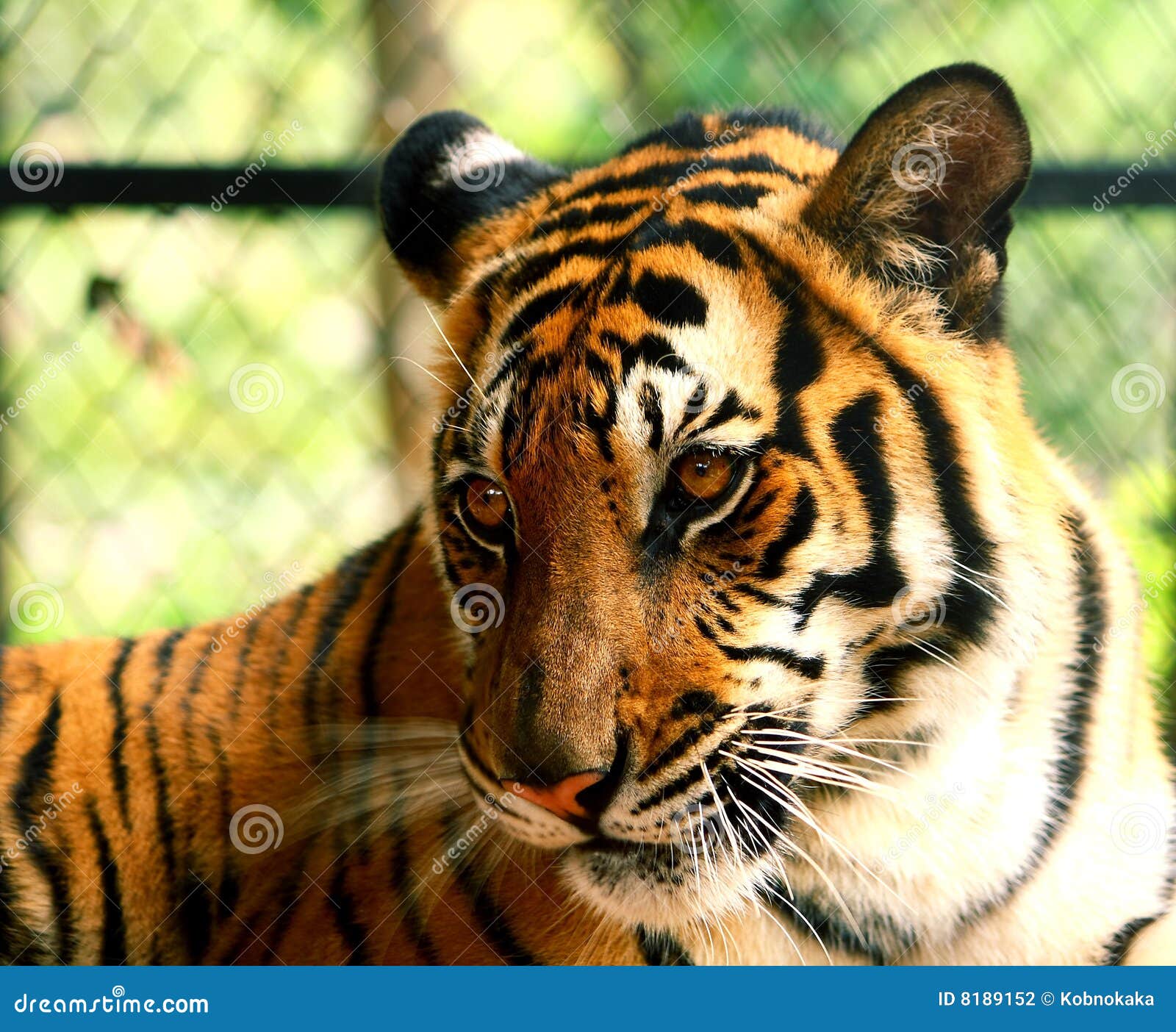 Tiger in cage stock photo. Image of park, hunting, beast - 8189152
