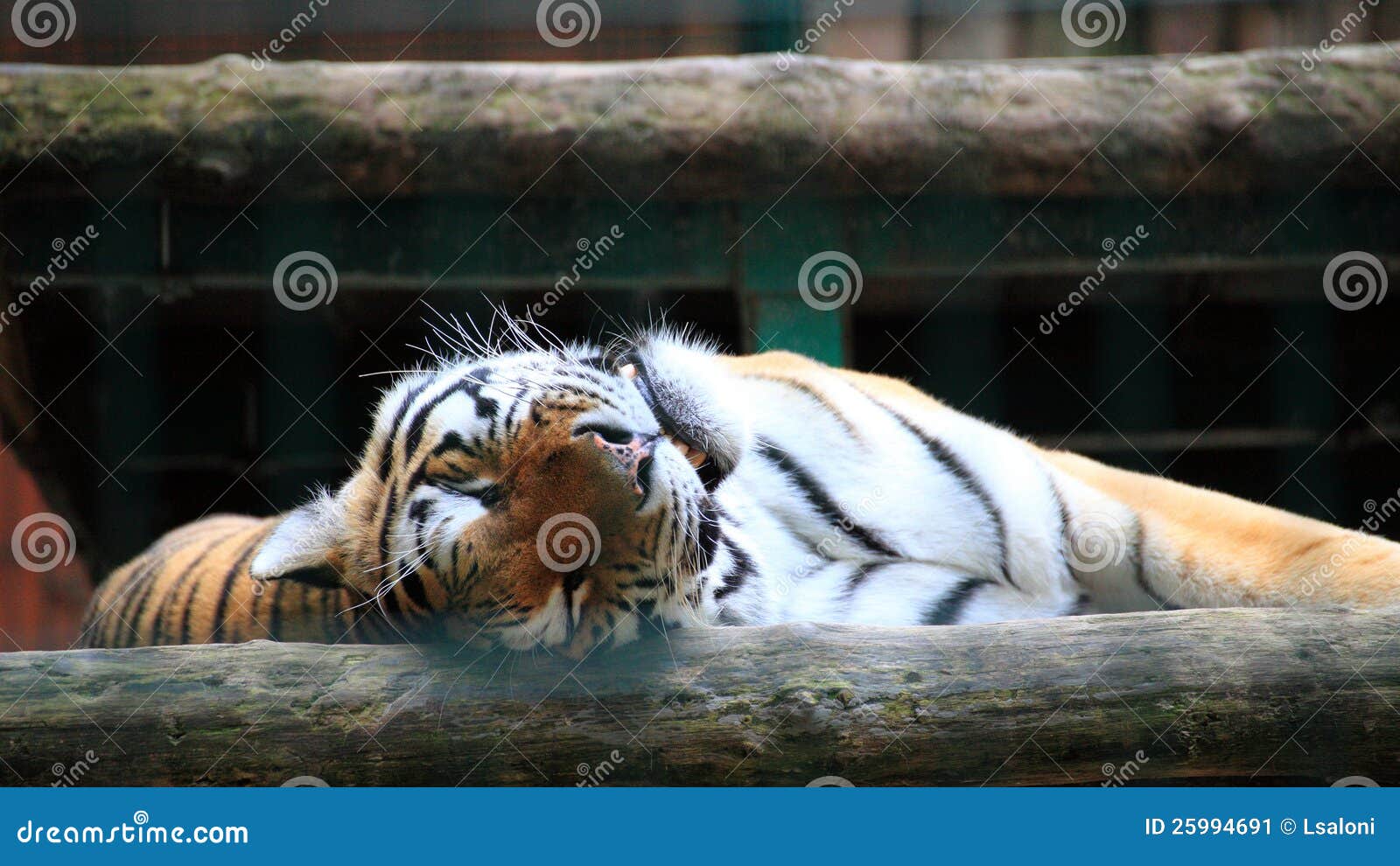 Tiger in a cage animal stock image. Image of caged, lattice - 25994691
