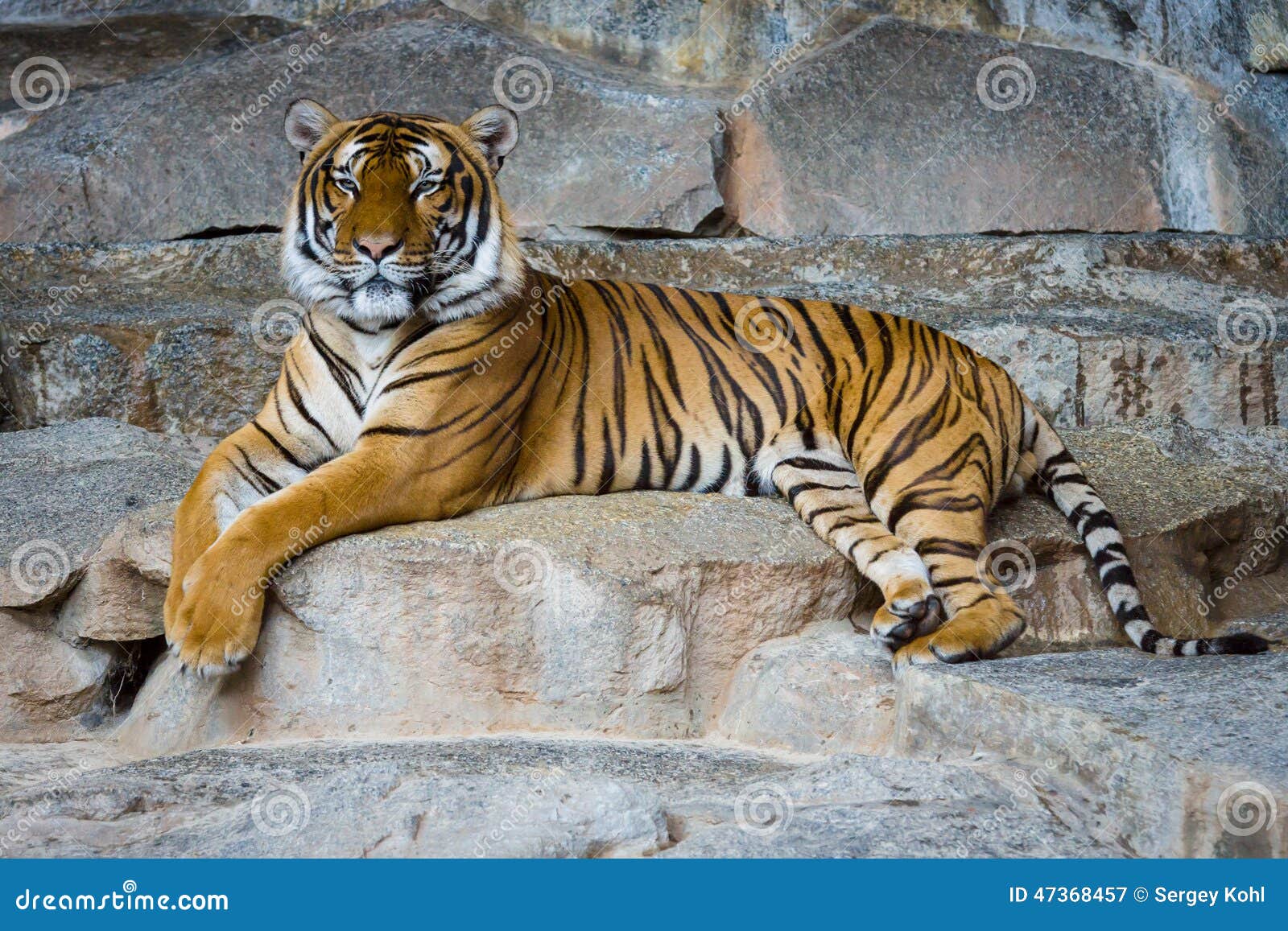 Tiger in a cage. stock image. Image of emotions, park - 47368457