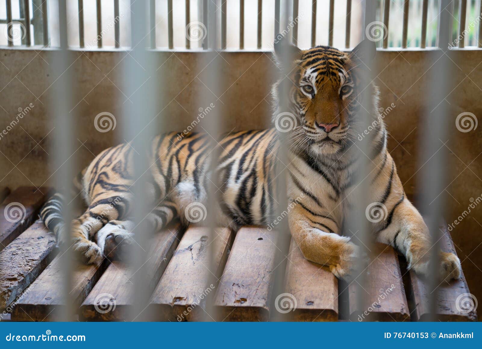 Tiger in cage stock image. Image of wild, mammal, tiger - 76740153