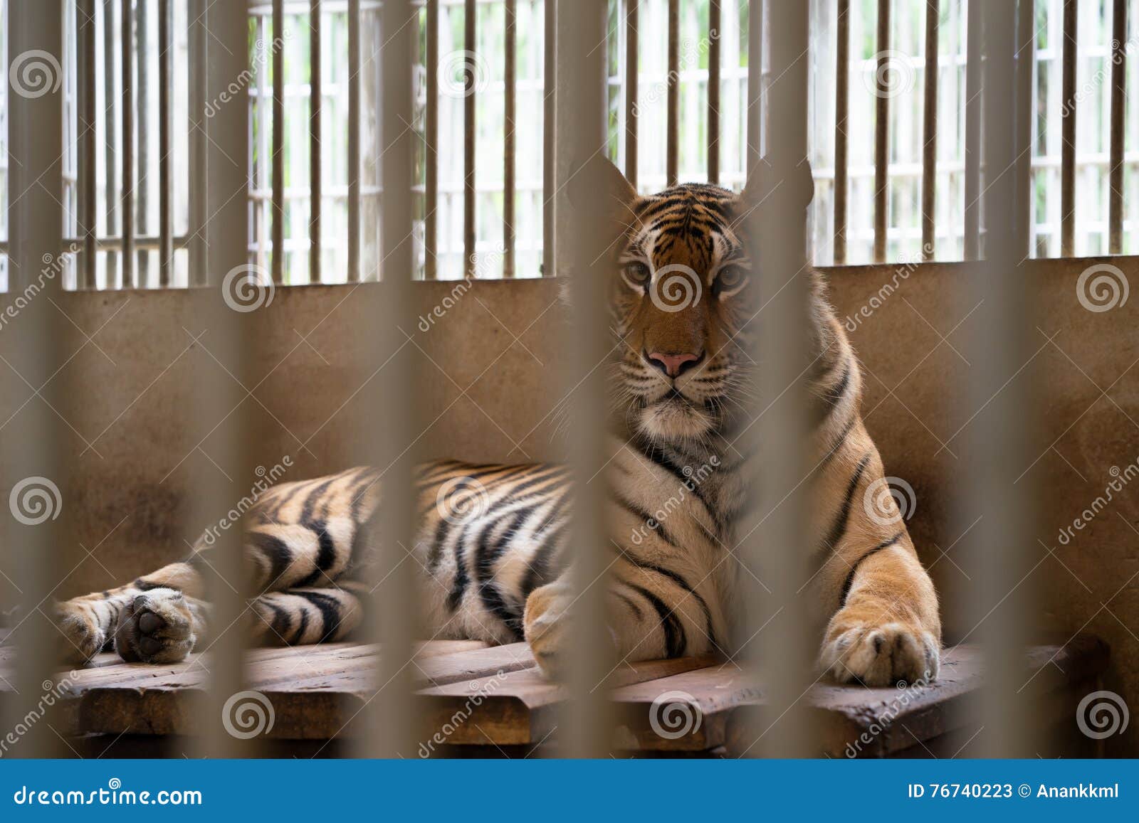 Tiger in cage stock image. Image of circus, protection - 76740223