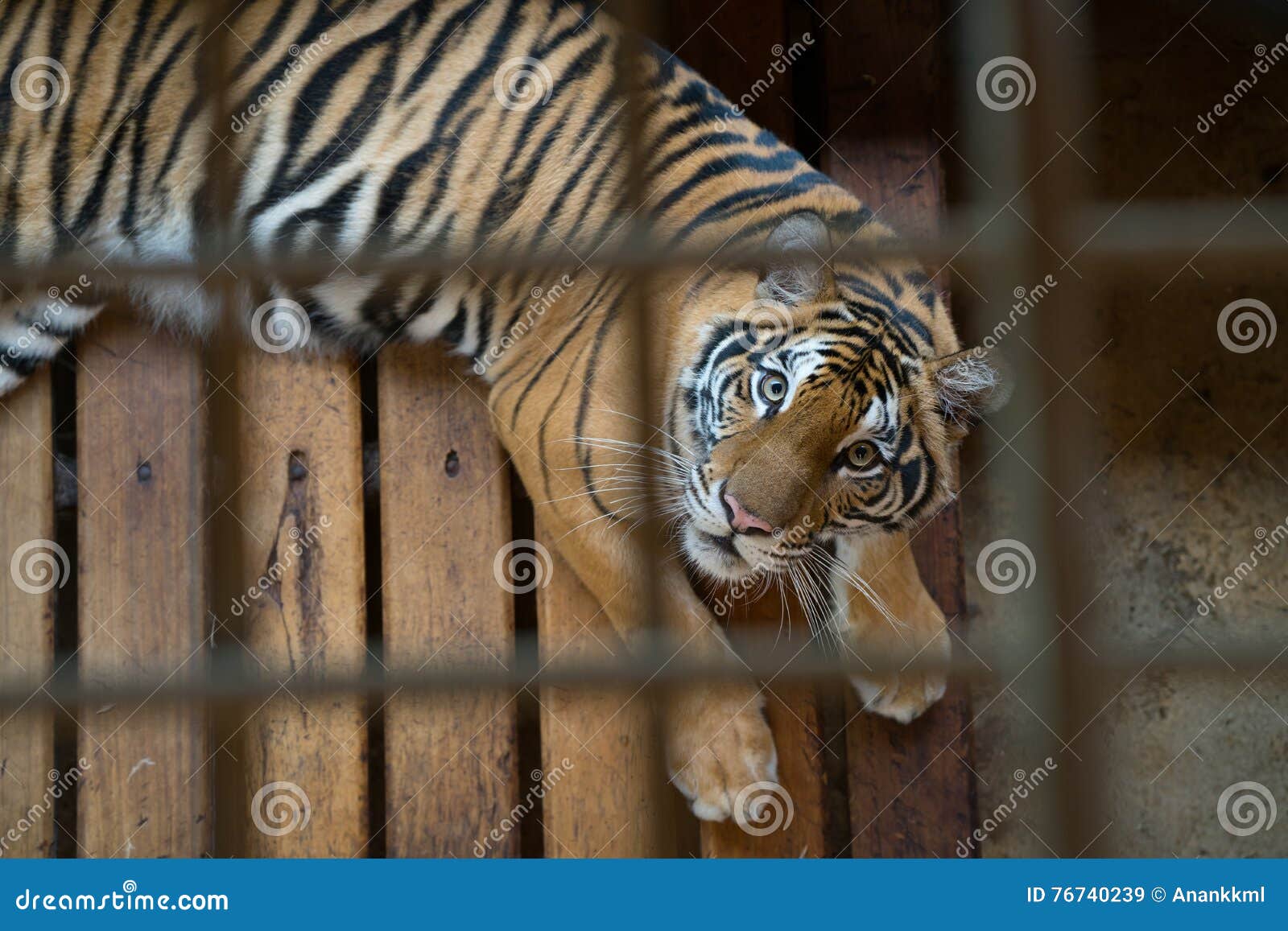 Tiger in cage stock image. Image of protection, carnivore - 76740239