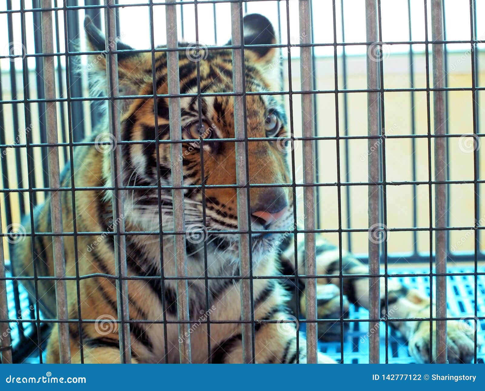 Tiger in a cage stock photo. Image of looking, aggression - 142777122