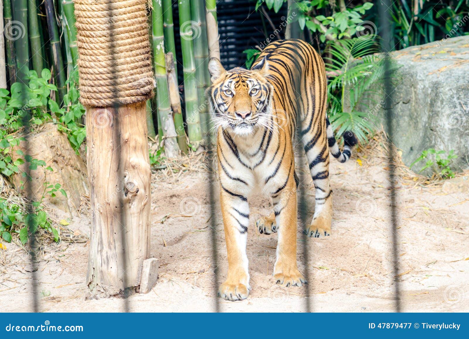 Tiger in a cage stock image. Image of hunter, conclusion - 47879477