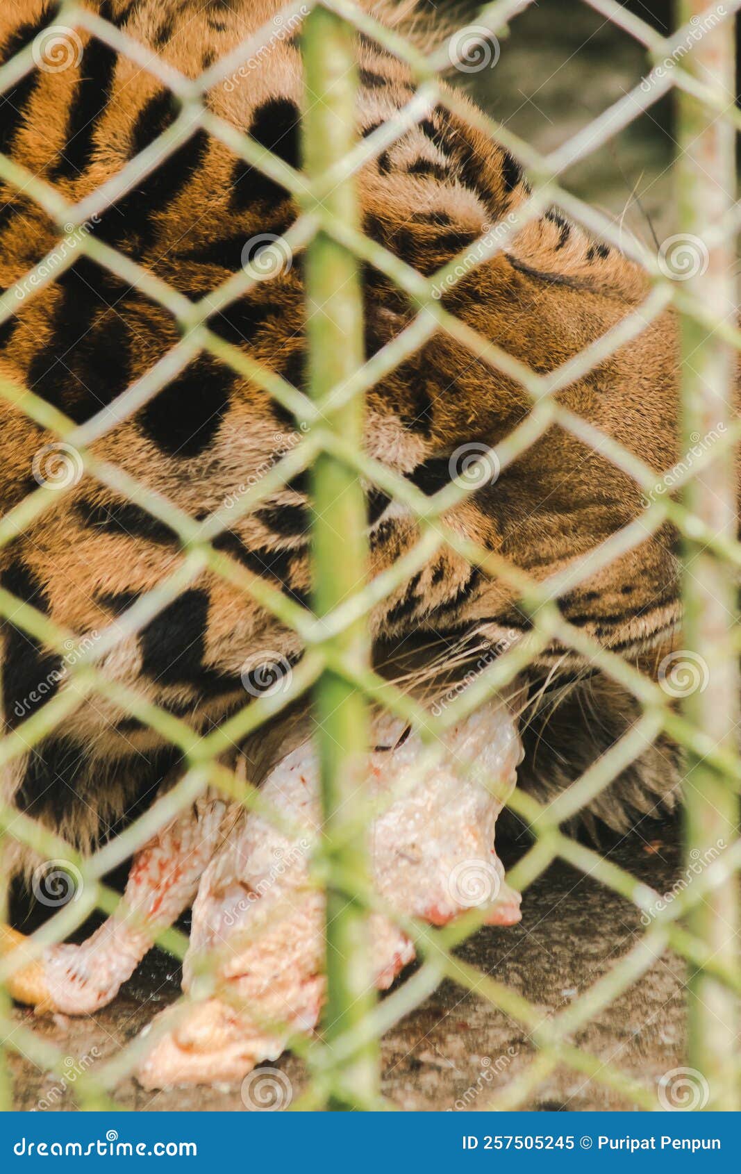 A Tiger in a Cage Eats Raw Chicken Stock Image - Image of lion, asia ...