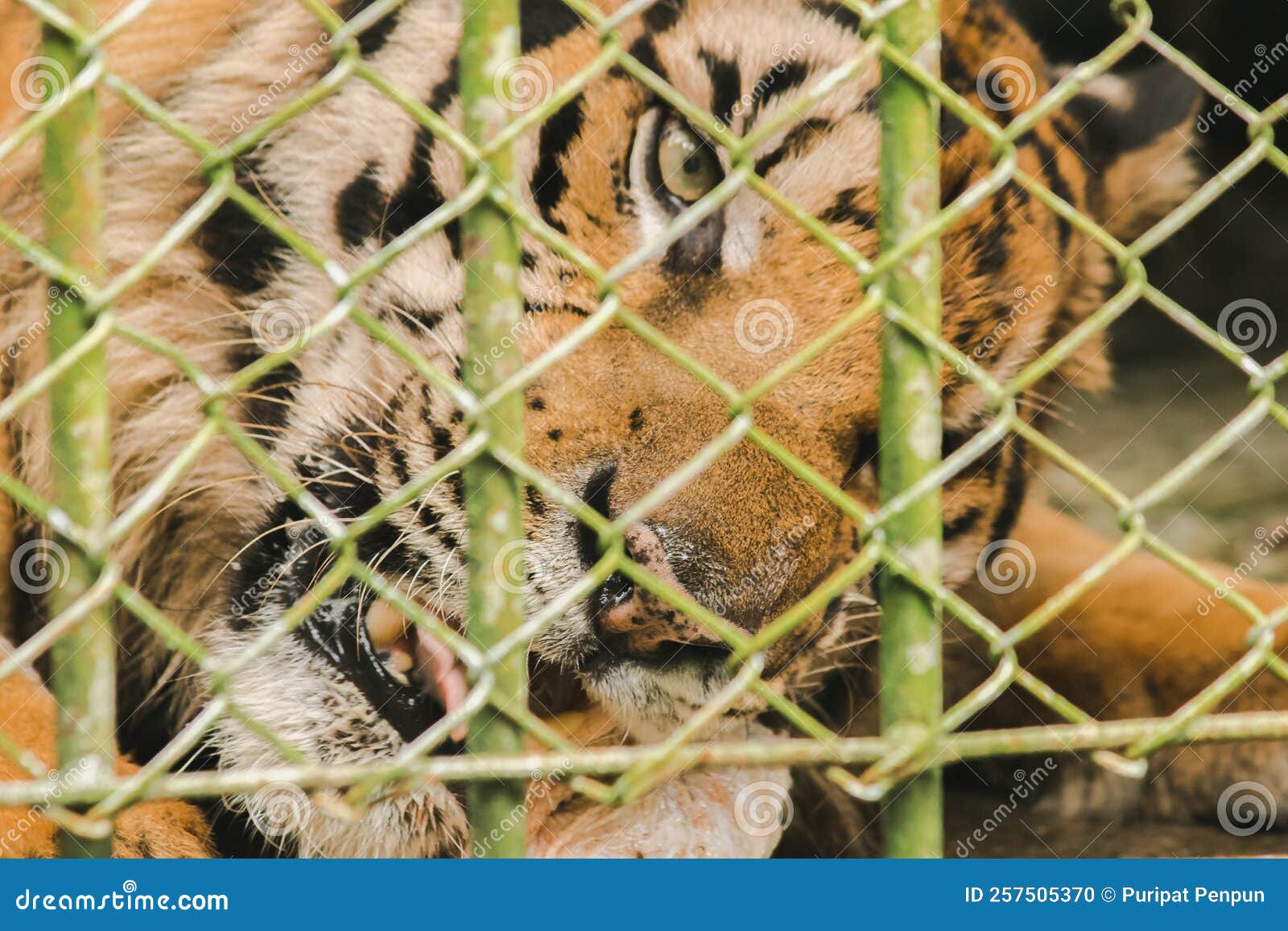 A Tiger in a Cage Eats Raw Chicken Stock Photo - Image of hunter, power ...