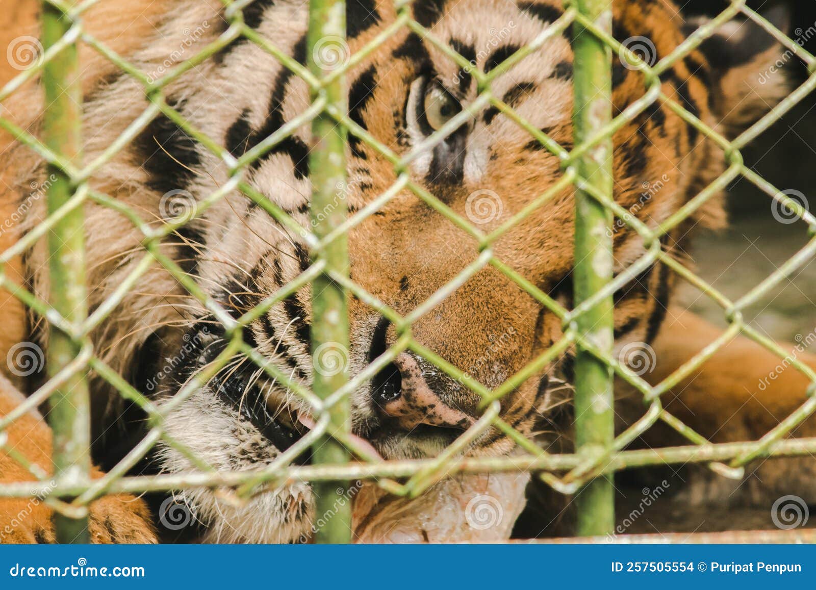 A Tiger in a Cage Eats Raw Chicken Stock Photo - Image of asia, male ...