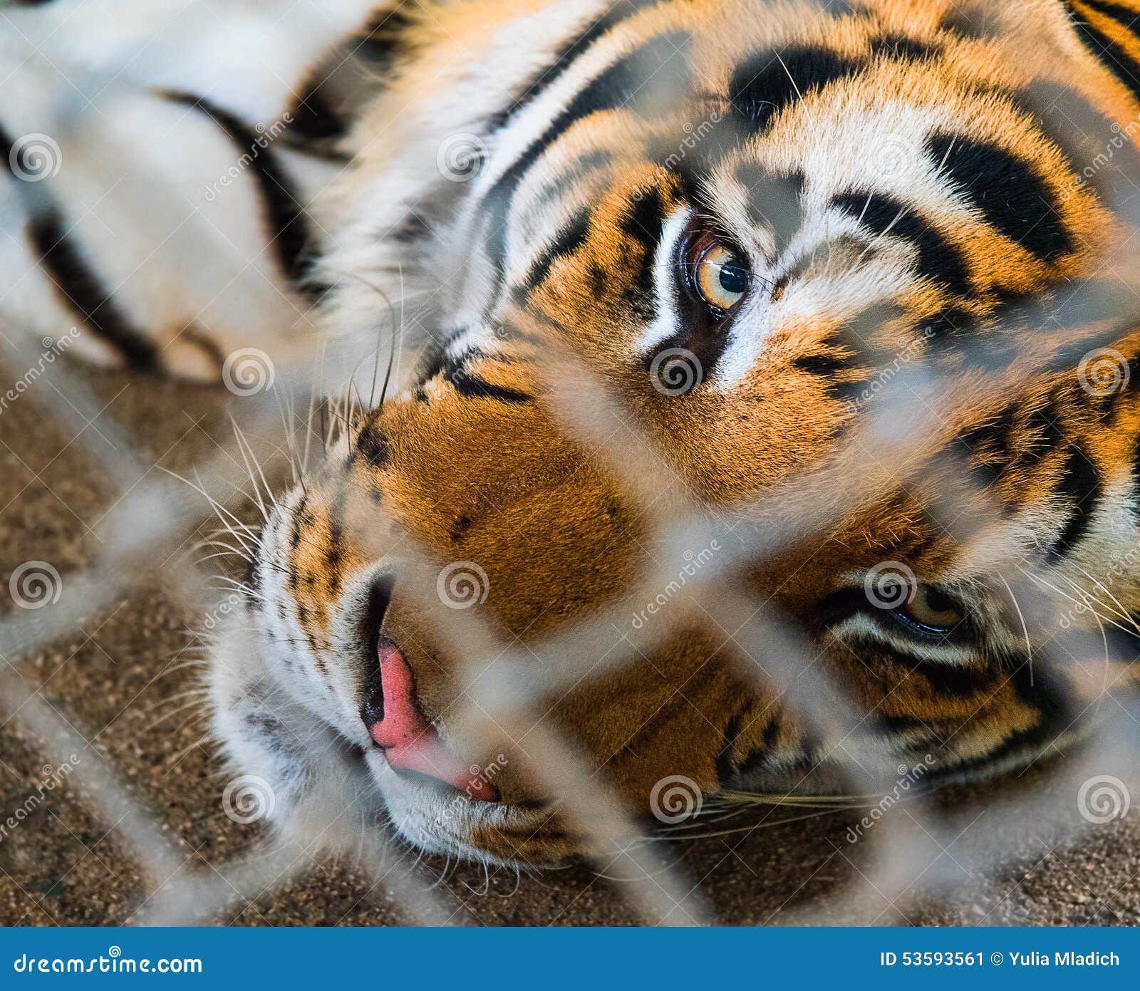 Tiger in cage stock image. Image of beautiful, predator - 53593561