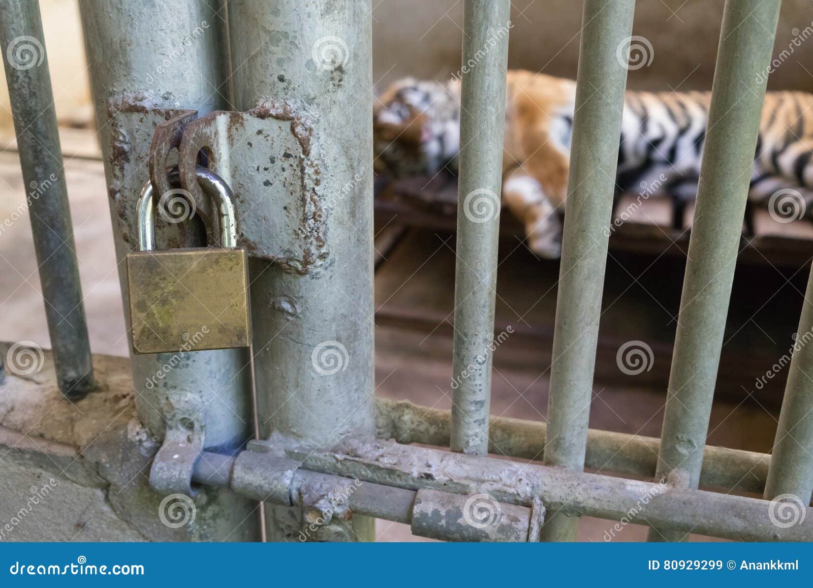 Tiger in cage stock image. Image of tiger, dangerous - 80929299