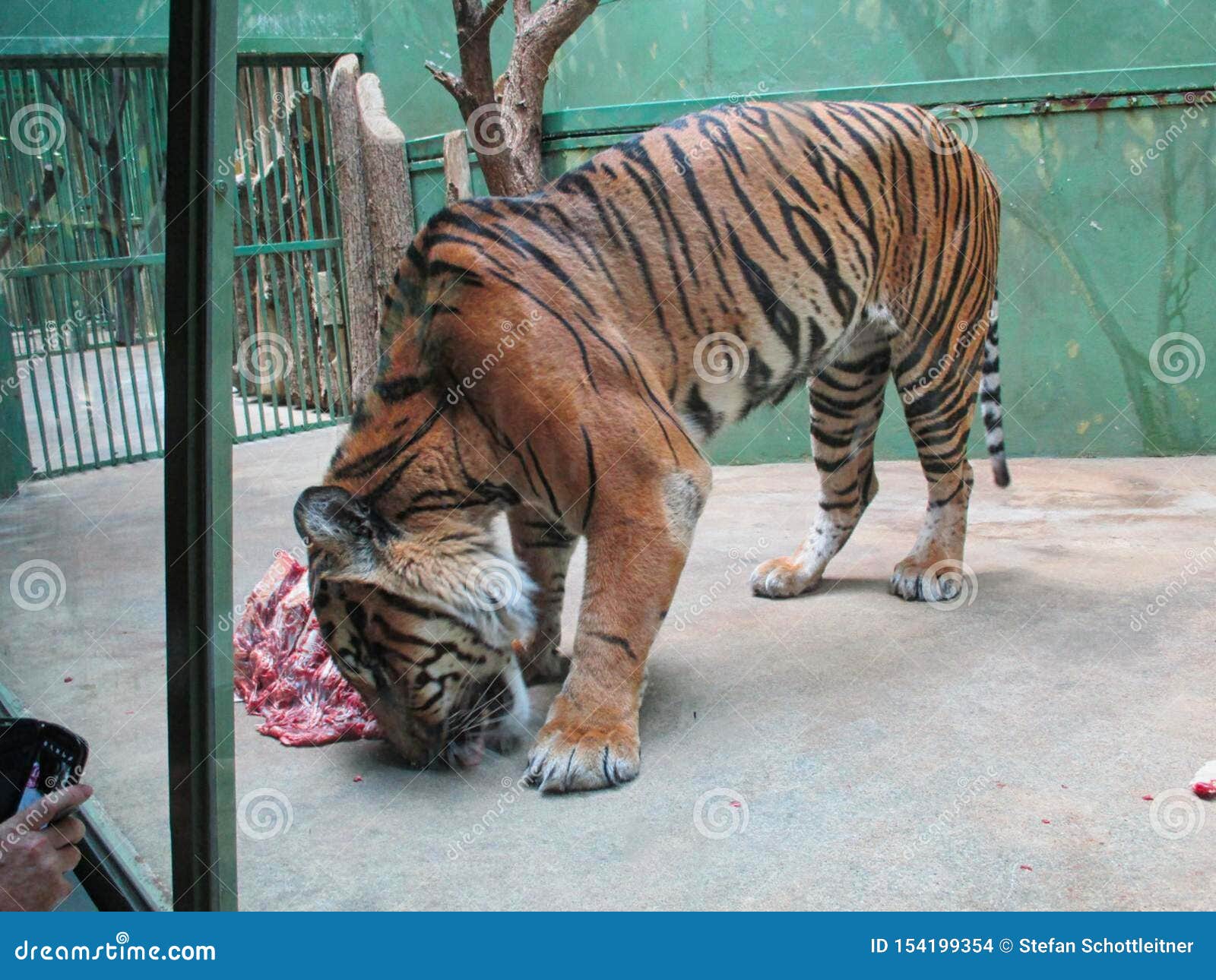 A Tiger in the Cage with Meat Stock Photo - Image of food, tiger: 154199354