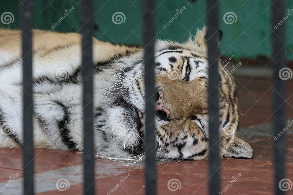 A Tiger in a Cage, Sad Eyes Stock Photo - Image of horizontal, captive ...