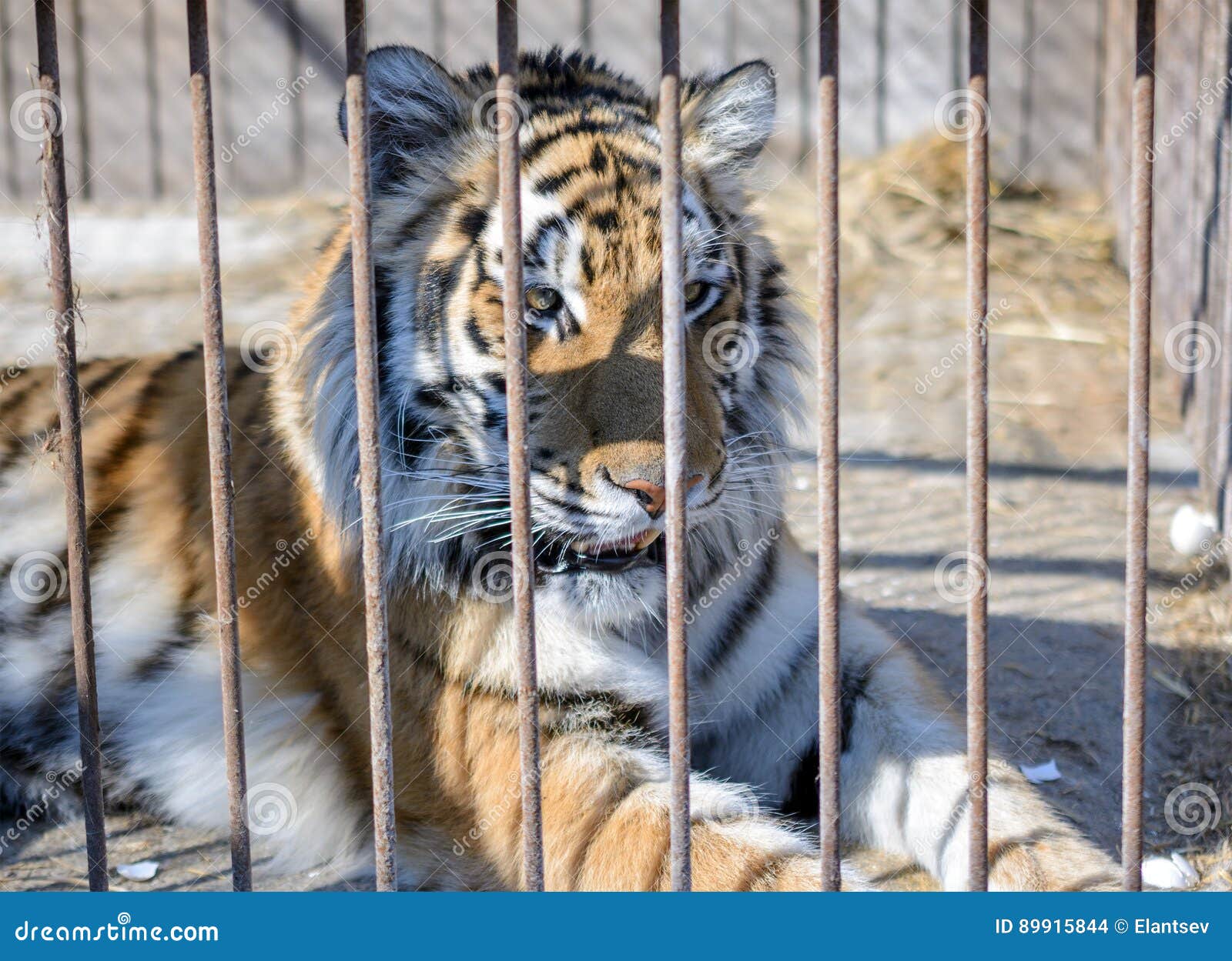 Tiger in a cage stock photo. Image of animal, alone, abandoned - 89915844