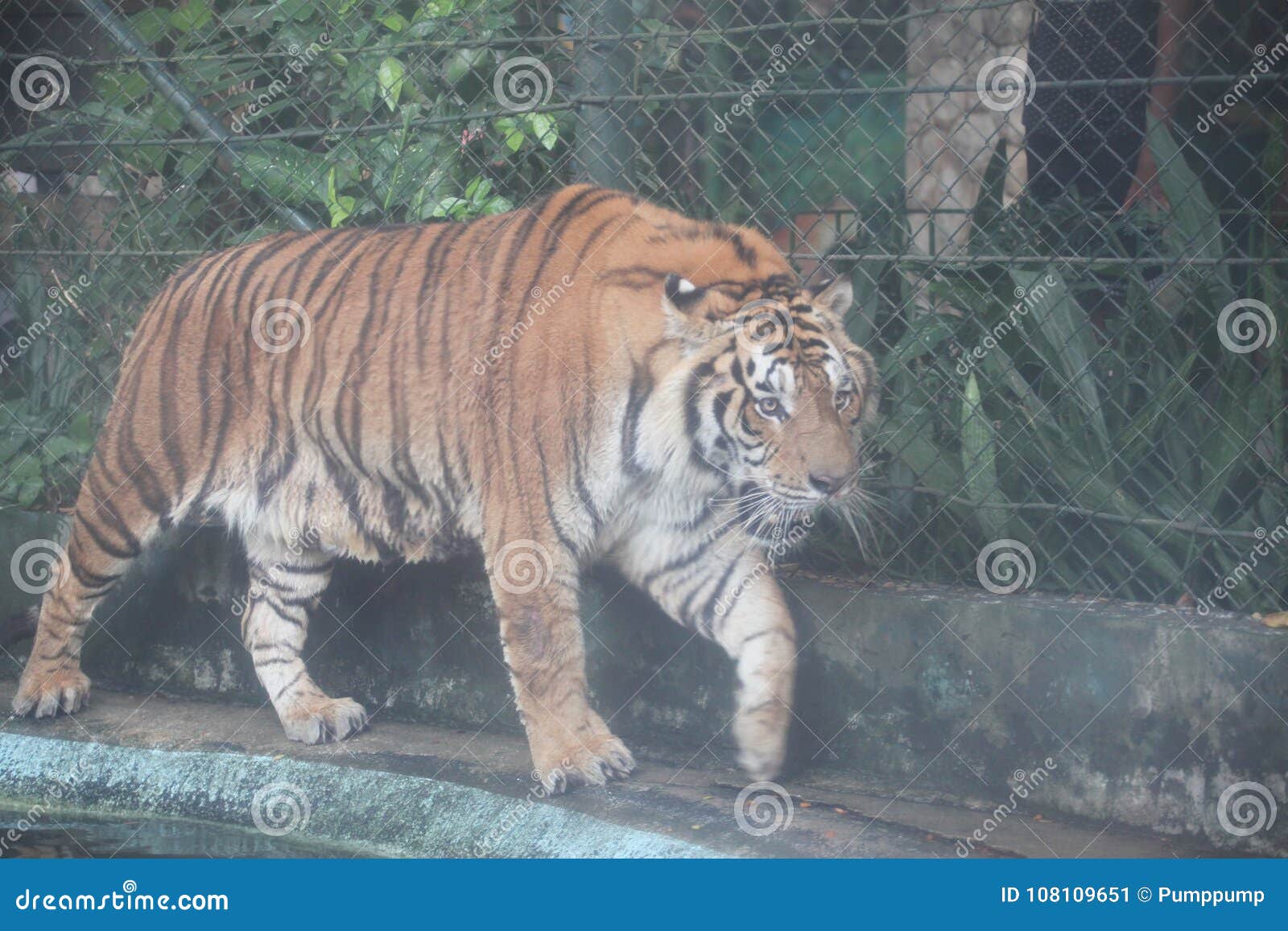 Sad Tiger In A Zoo Cage - Animal Abuse Royalty-Free Stock Photography ...