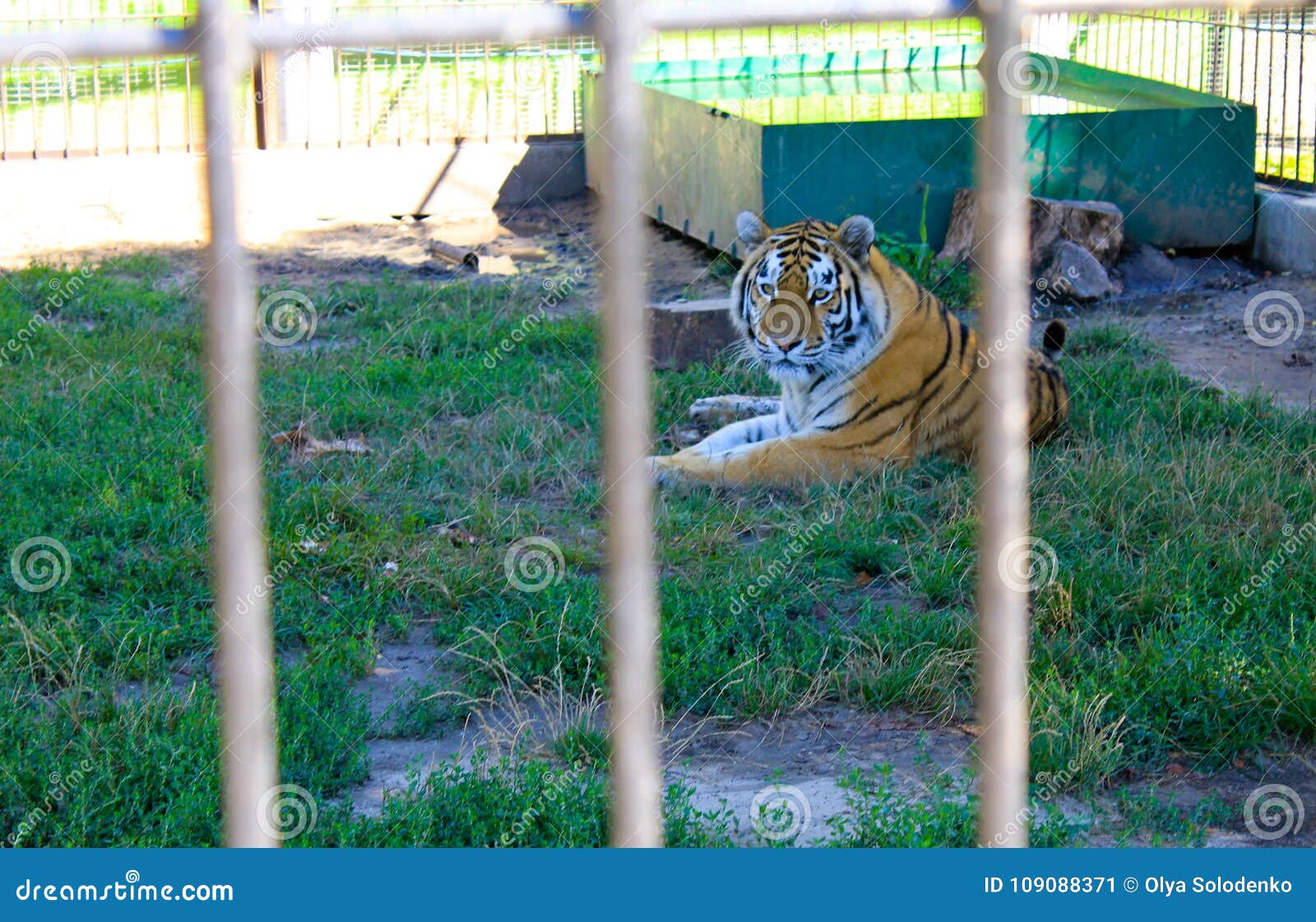 Tiger in a cage stock image. Image of cage, carnivore - 109088371