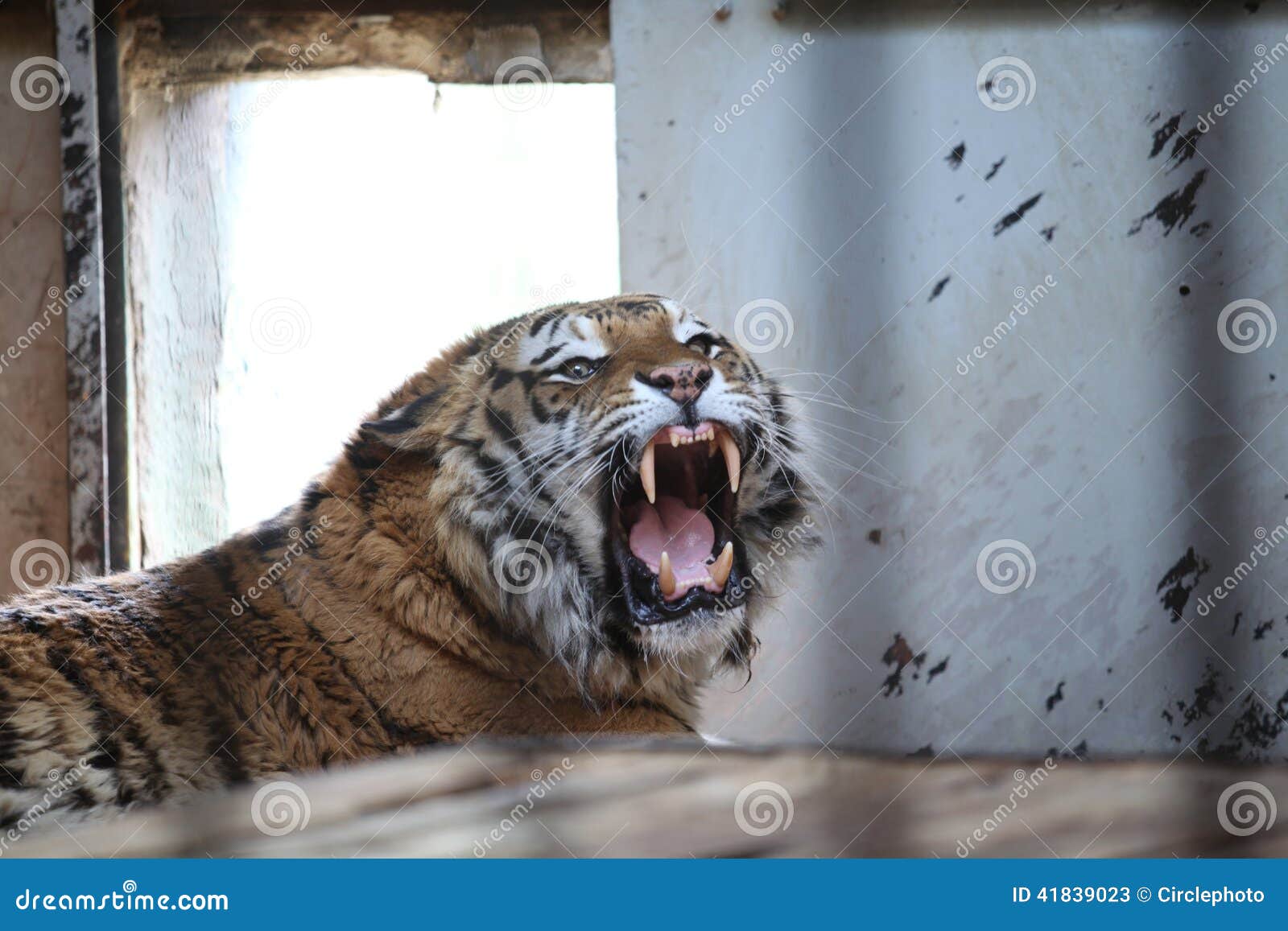 Tiger in a cage stock image. Image of predator, threats - 41839023
