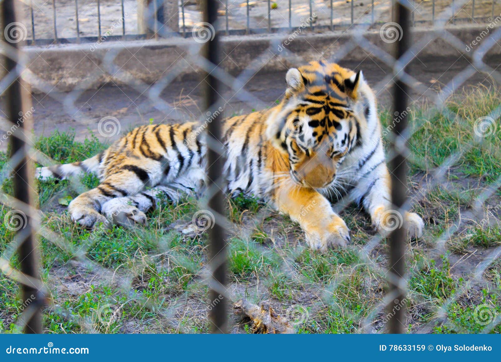 Tiger in a cage stock image. Image of beauty, mammal - 78633159