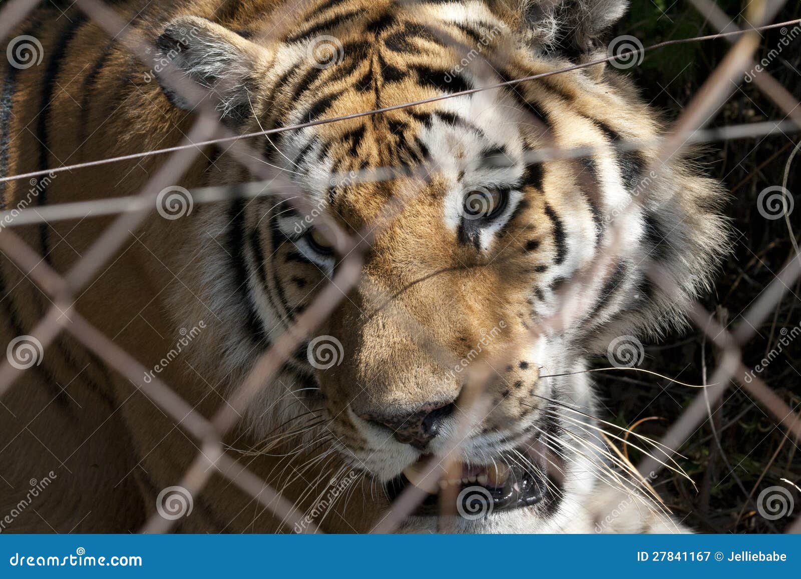 Tiger caged stock image. Image of growl, tiger, life - 27841167