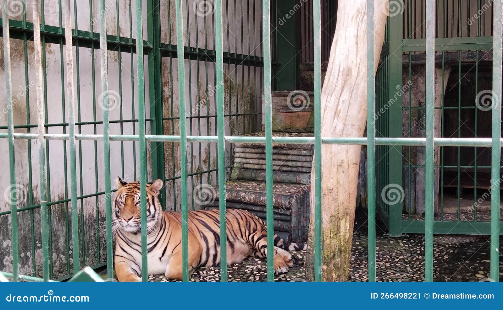 Tiger Camp stock image. Image of camps, camp, keys, tiger - 266498221