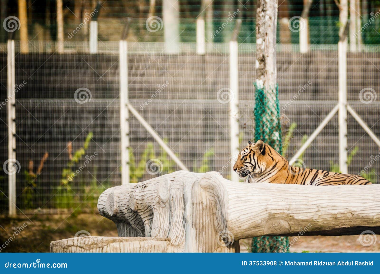 Tiger in captivity stock photo. Image of captivity, animals - 37533908