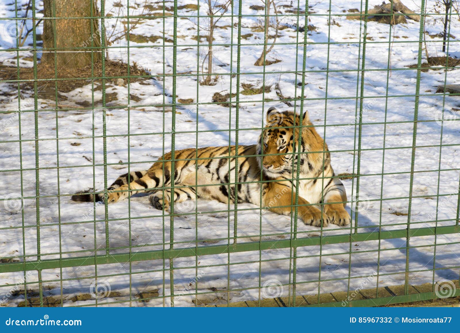 Tiger in captivity stock photo. Image of beauty, cage - 85967332