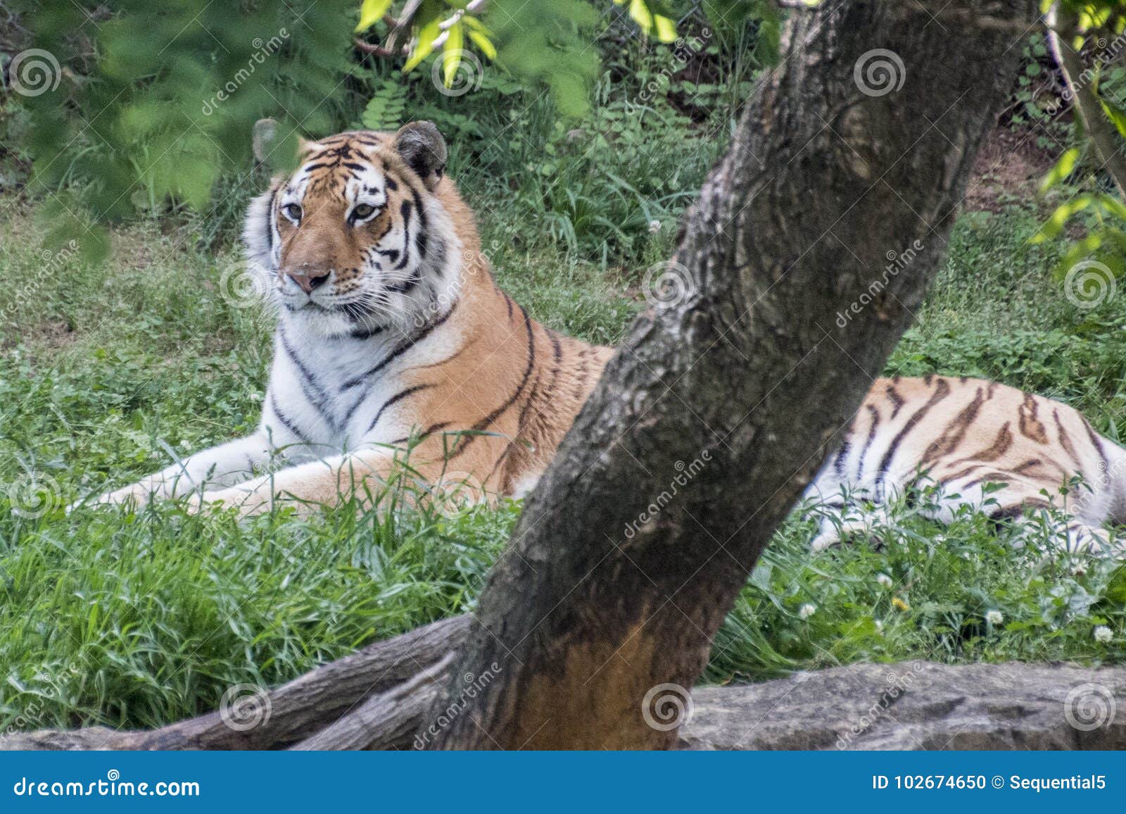 Tiger casually observing stock photo. Image of field - 102674650