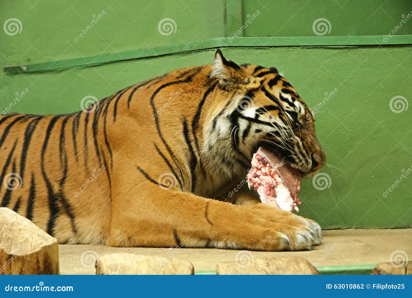 Tiger stock photo. Image of angry, close, feline, gaze - 63010862