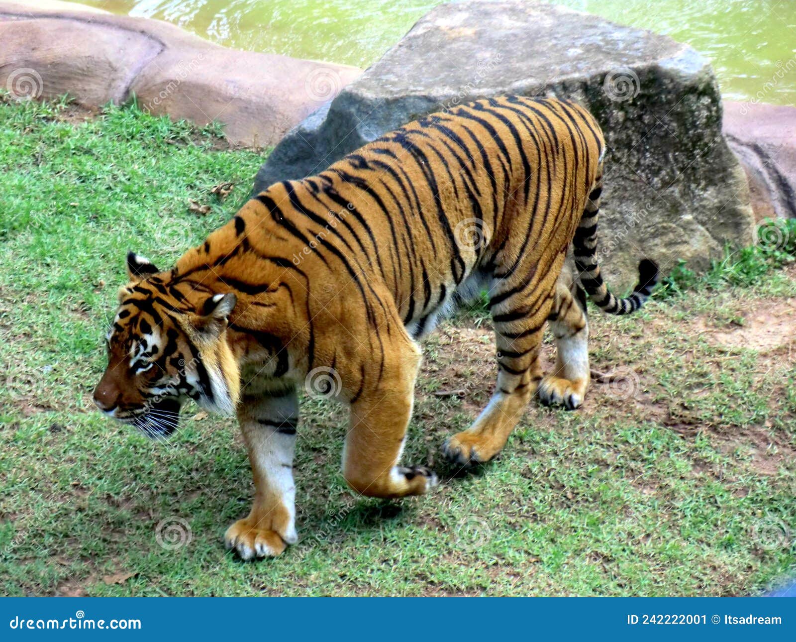 Tiger in captivity stock image. Image of royal, black - 242222001