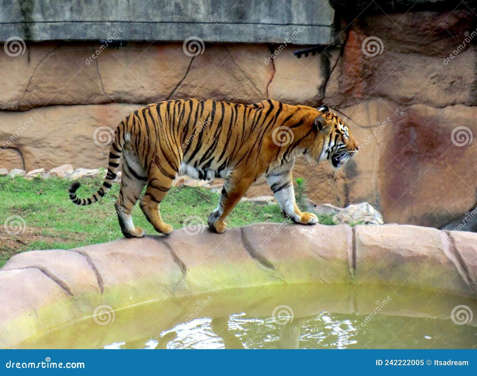 Tiger in captivity stock image. Image of green, teeth - 242222005