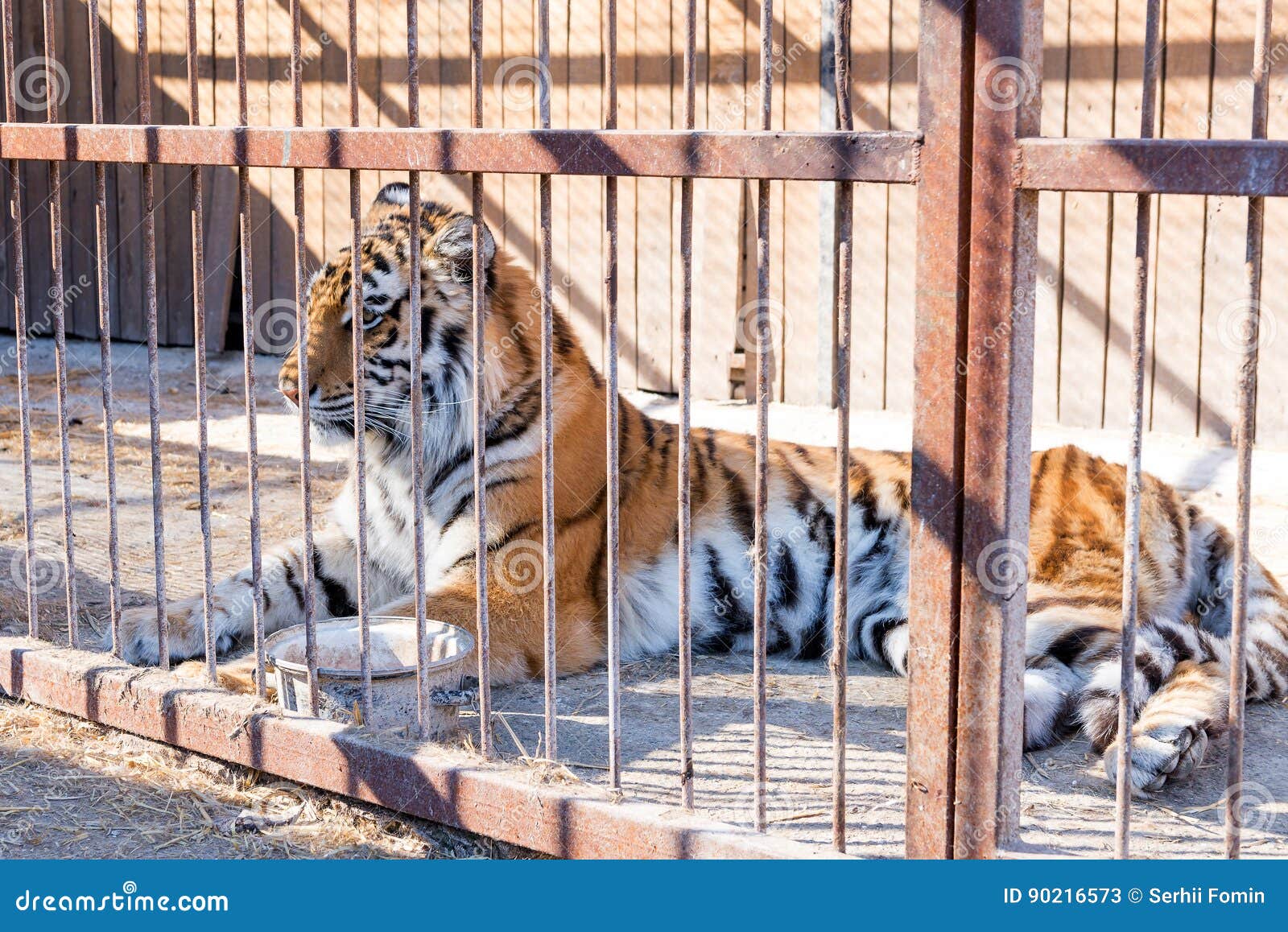 Tiger in Captivity in a Zoo Behind Bars. Power and Aggression in the ...