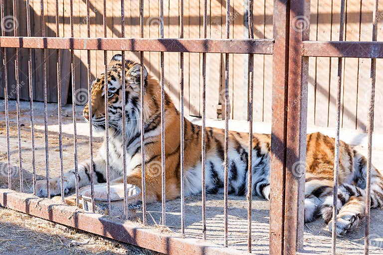 Tiger in Captivity in a Zoo Behind Bars. Power and Aggression in the ...