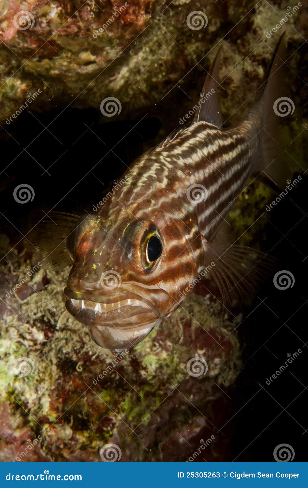 Tiger cardinalfish stock image. Image of dive, aquatic - 25305263