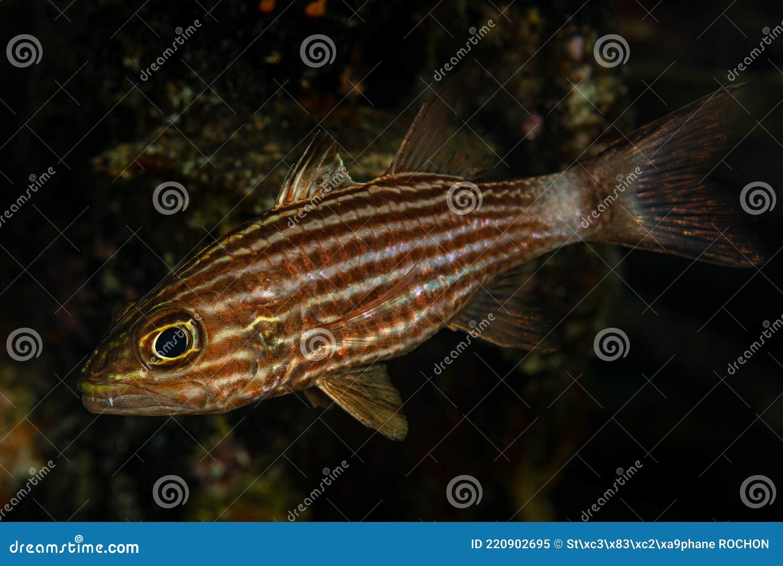 Tiger Cardinalfish Fish with Promiment Pointed Teeth Stock Image ...