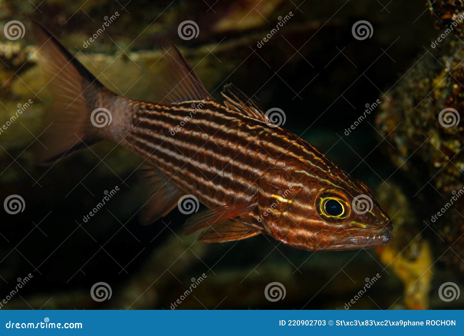 Tiger Cardinalfish Fish with Promiment Pointed Teeth Stock Image ...