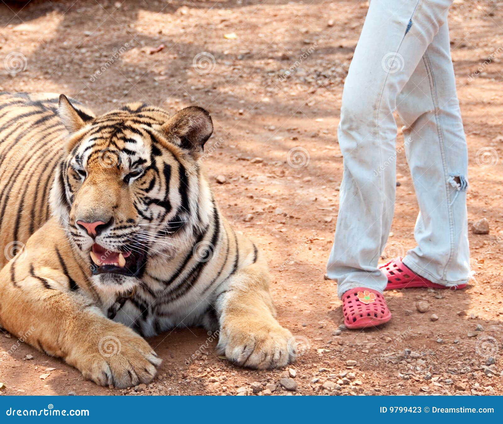 Tiger and caretaker stock image. Image of tiger, stripes - 9799423