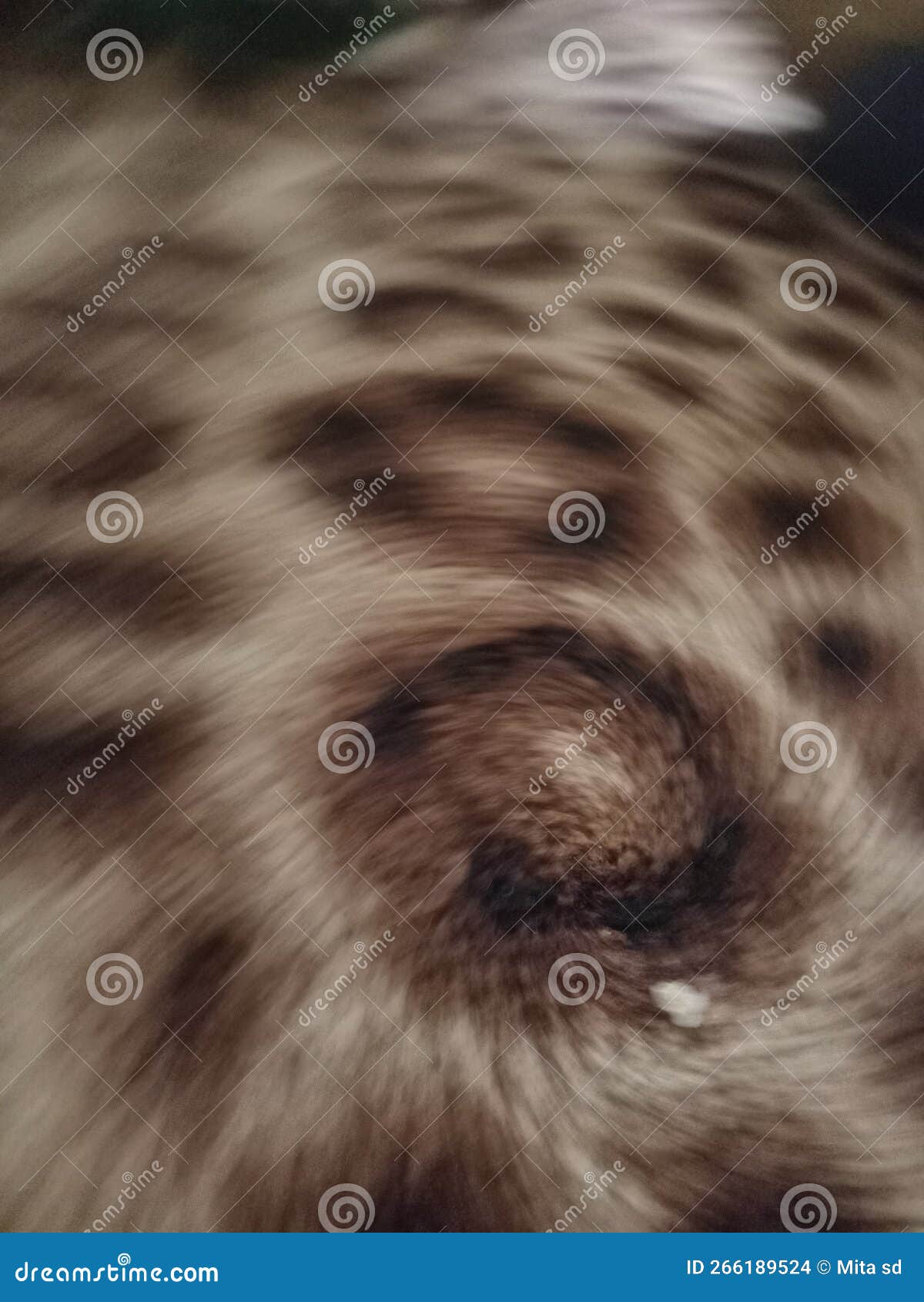 Tiger carpet motif stock photo. Image of tiger, carpet - 266189524